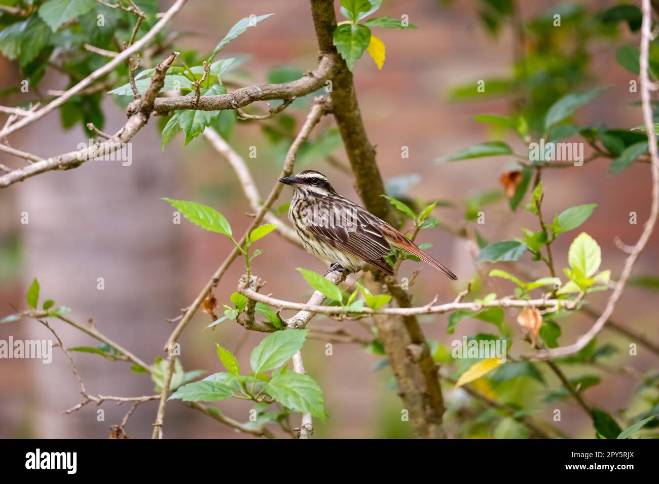 Streaked Flycatcher perched in a bush with leaves, Pantanal Wetlands ...