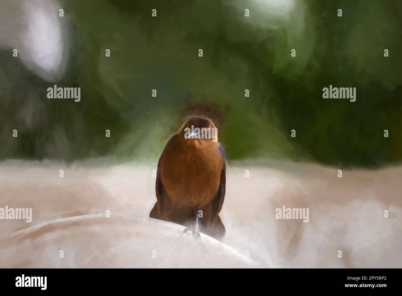 Digital painting of an angry, irritated, and furious looking bird ...