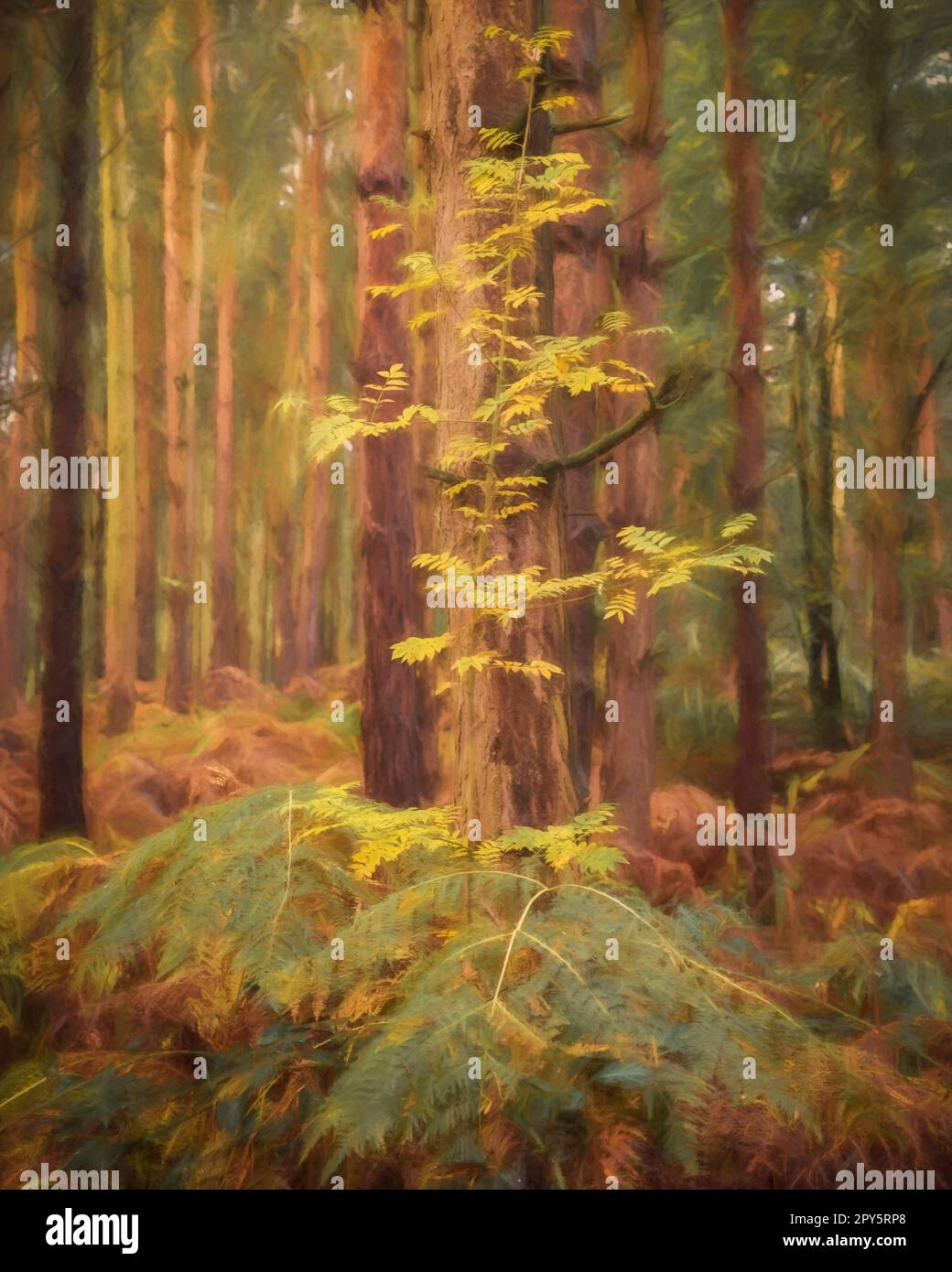 Digital painting of golden autumnal fall tree and leaf colours at ...