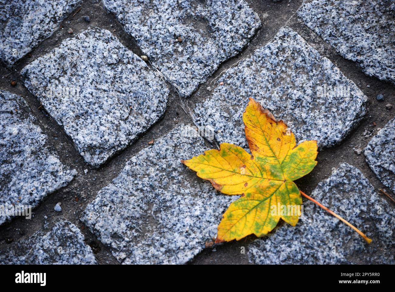 Fading leaf hi-res stock photography and images - Alamy