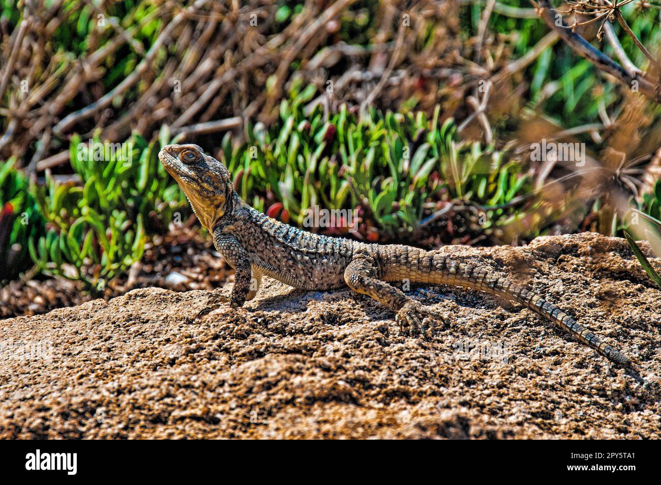 Desert lizard hi-res stock photography and images - Alamy
