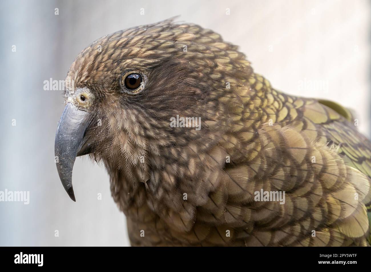 Kea nz hi-res stock photography and images - Alamy