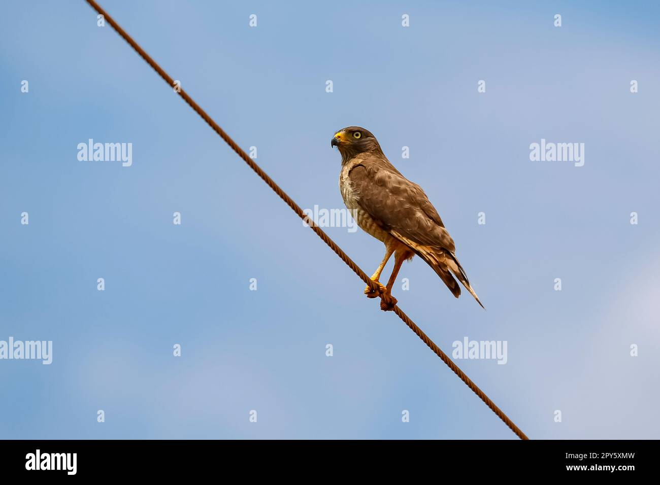 Roadside Hawk perched on a power line against bright blue sky, Pantanal ...