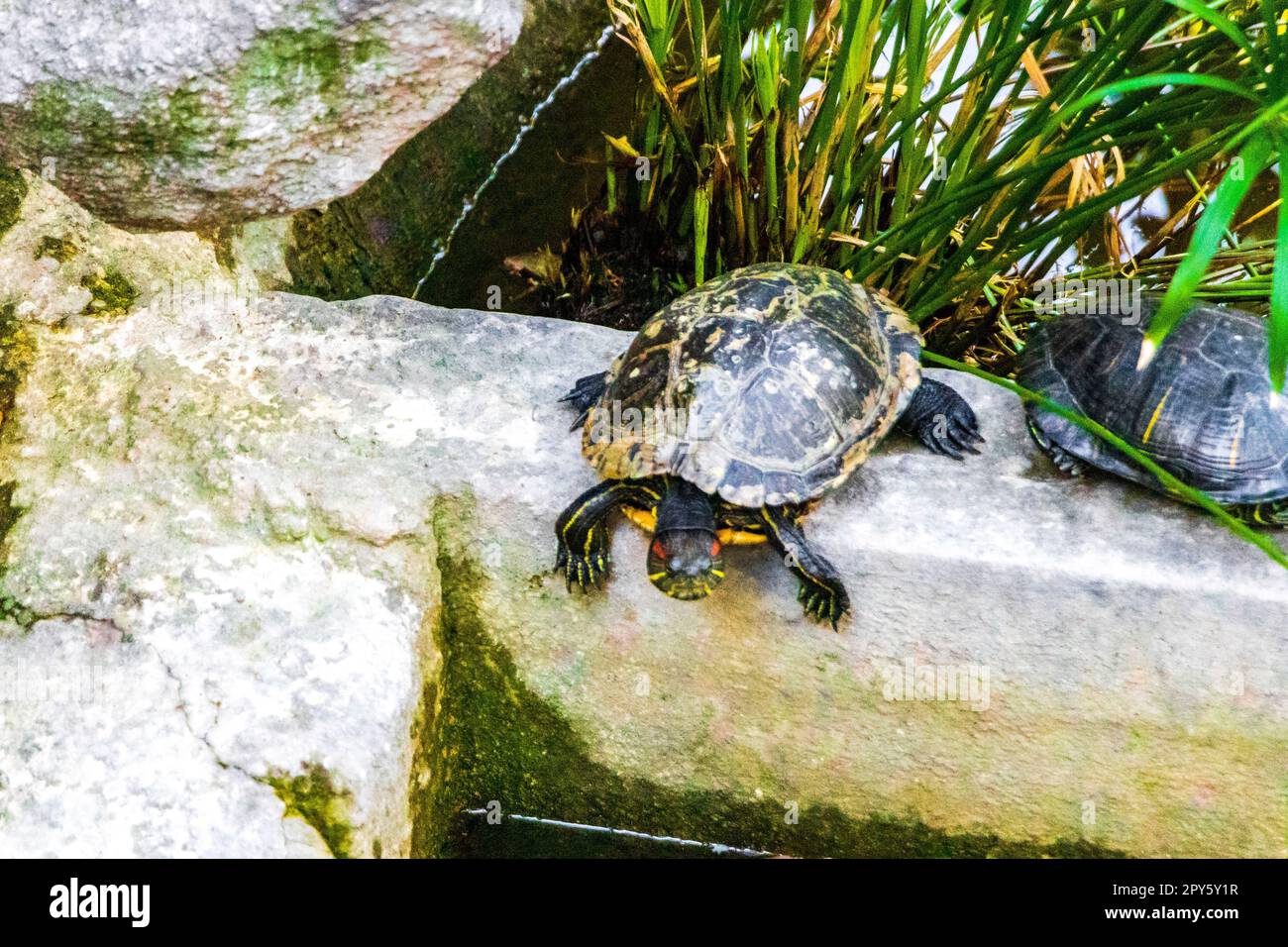 Water turtles crawl into the water in Athens Greece Stock Photo - Alamy
