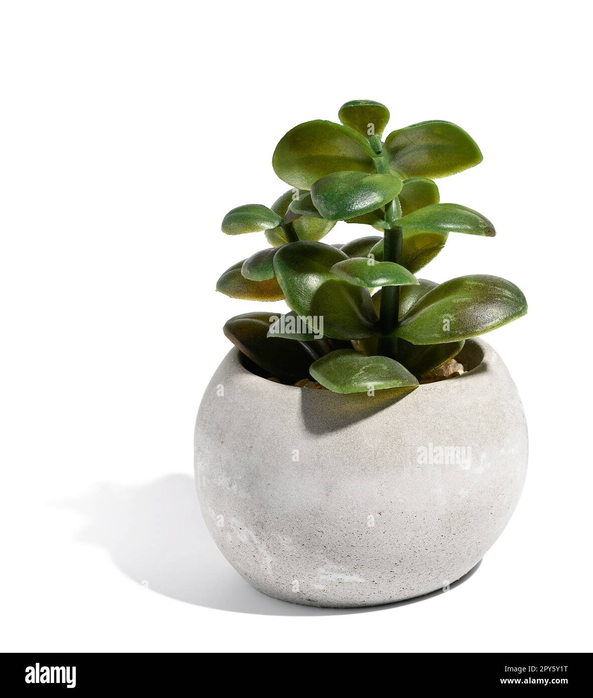Growing succulent in a gray cement pot on a white isolated background ...