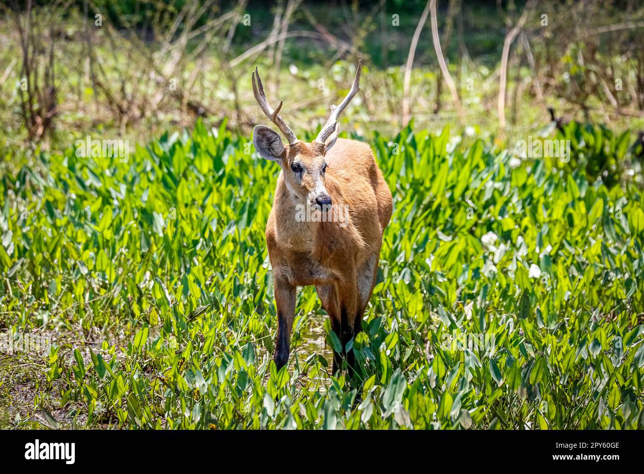 Beautiful Marsh deer standing in a green meadow, Pantanal Wetlands ...
