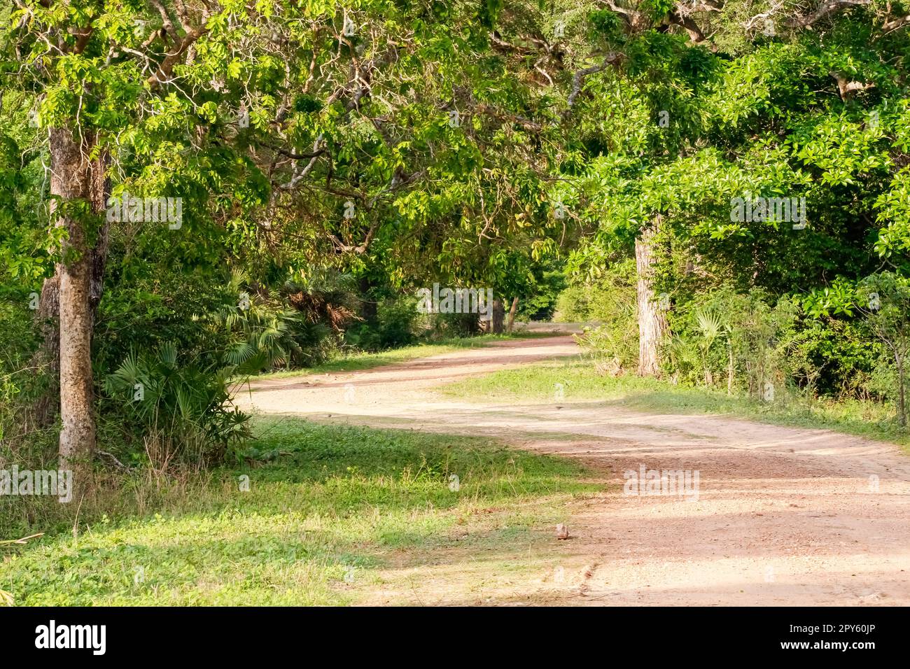 Typical idyllic rural road on farmland in the Pantanal Wetlands, Mato ...