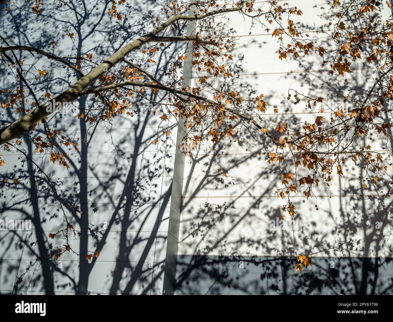 Shadow of branches on a building facade Stock Photo - Alamy