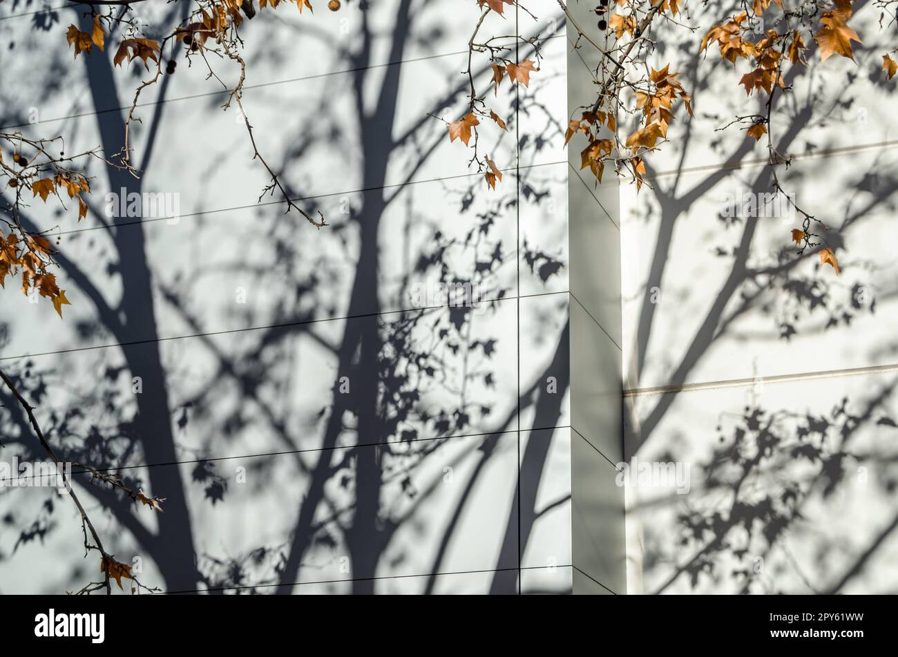 Shadow of branches on a building facade Stock Photo - Alamy