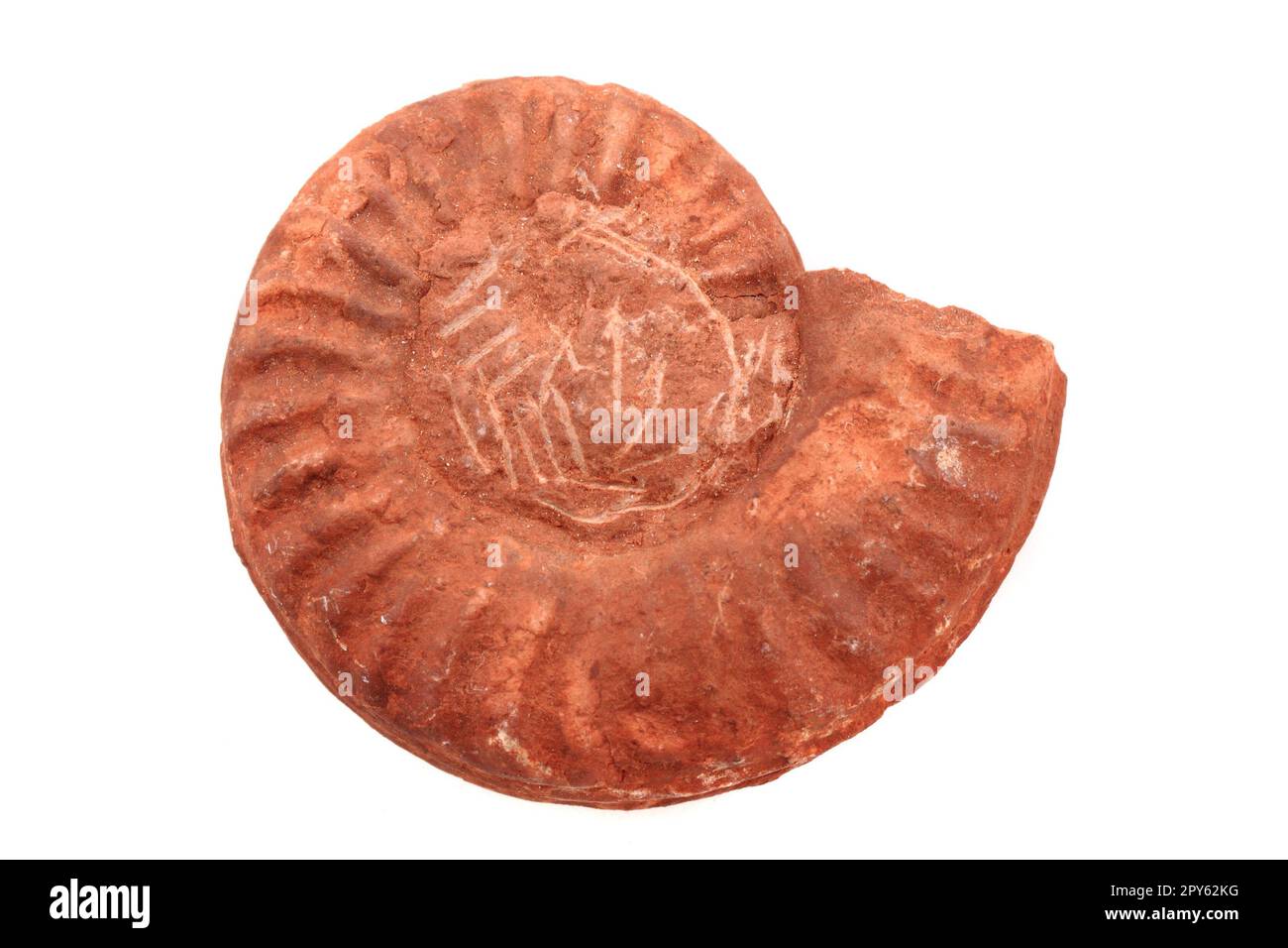 ammonite fossil isolated on the white background Stock Photo - Alamy