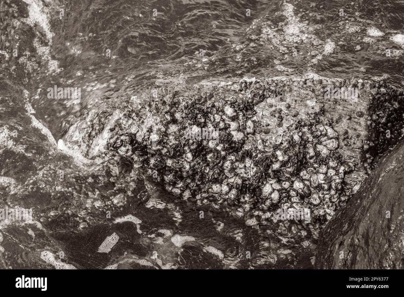 Rock with shells mussels Flamengo Beach Rio de Janeiro Brazil Stock ...