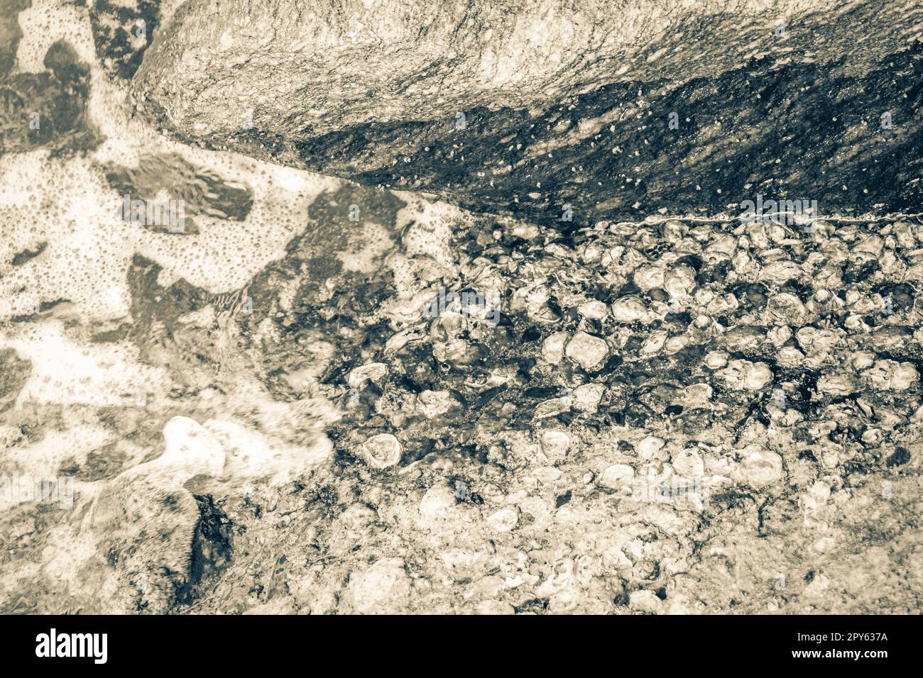 Rock with shells mussels Flamengo Beach Rio de Janeiro Brazil Stock ...