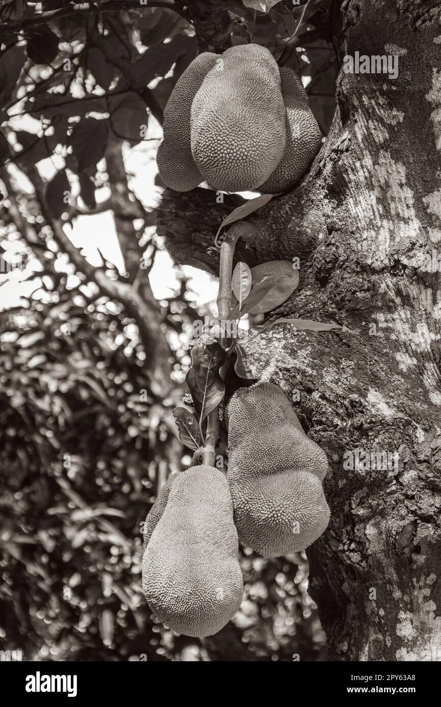 Jackfruit growing on jack tree in Rio de Janeiro Brazil Stock Photo - Alamy