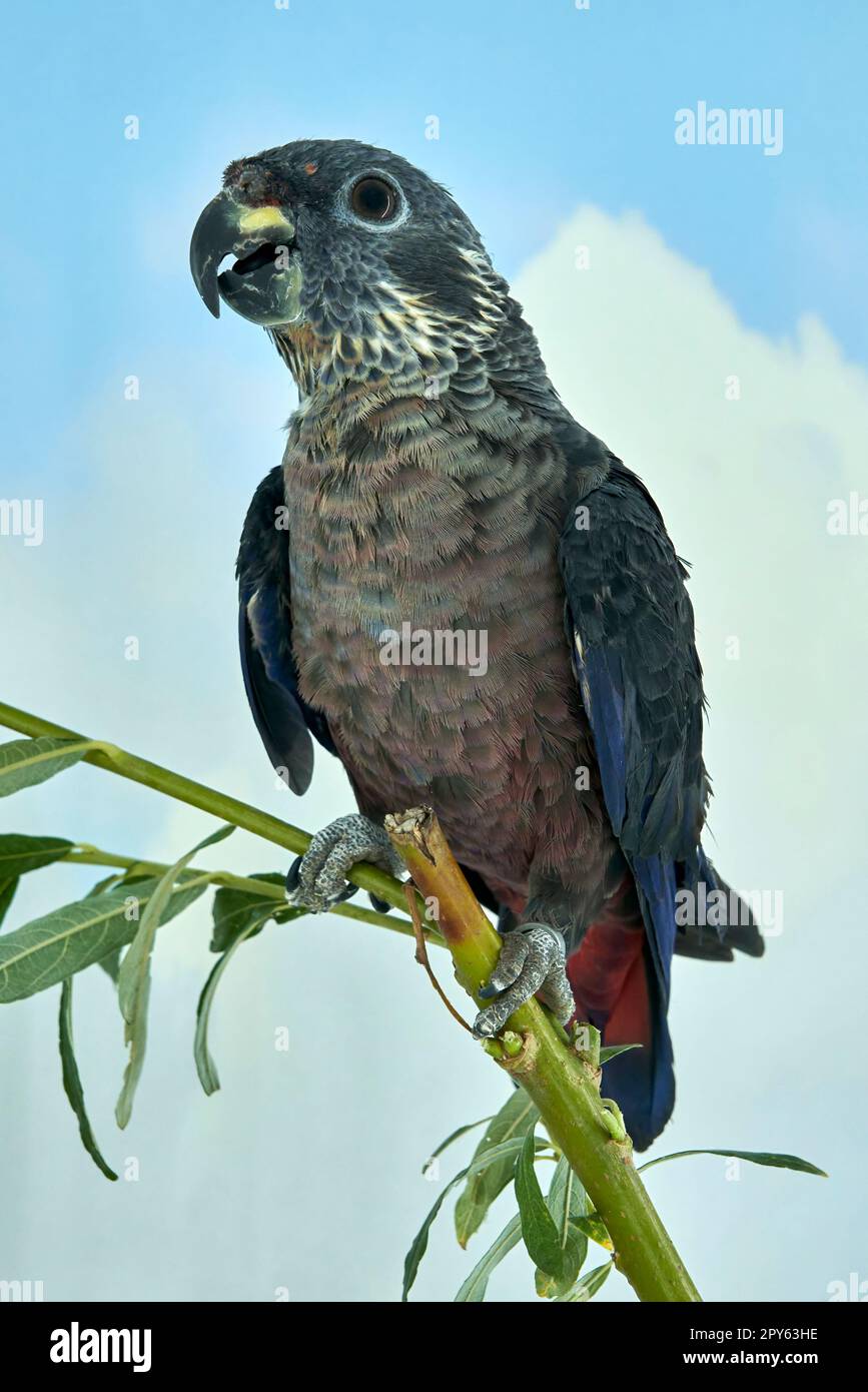 Dusky pionus hi-res stock photography and images - Alamy