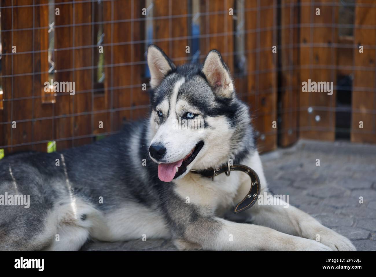 Portrait of siberian husky Stock Photo - Alamy