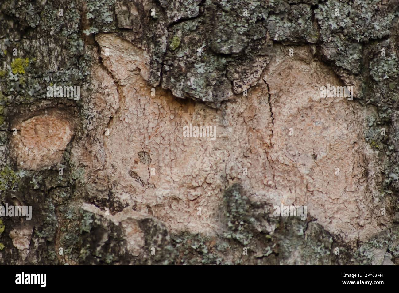Rough tree bark with fine natural structures and patina of rough tree ...