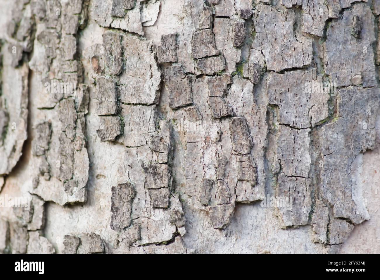 Rough tree bark with fine natural structures and patina of rough tree ...