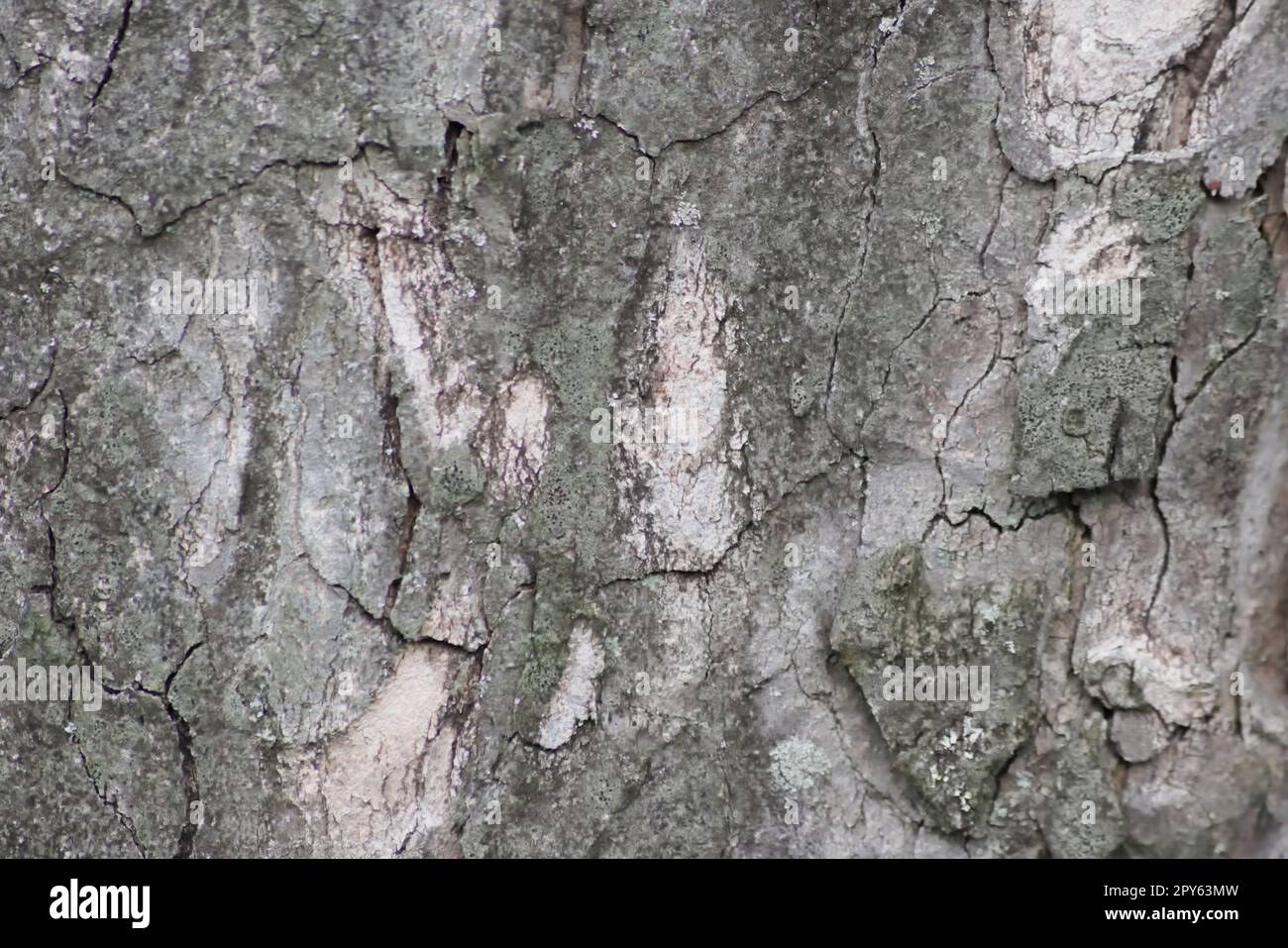 Rough tree bark with fine natural structures and patina of rough tree ...