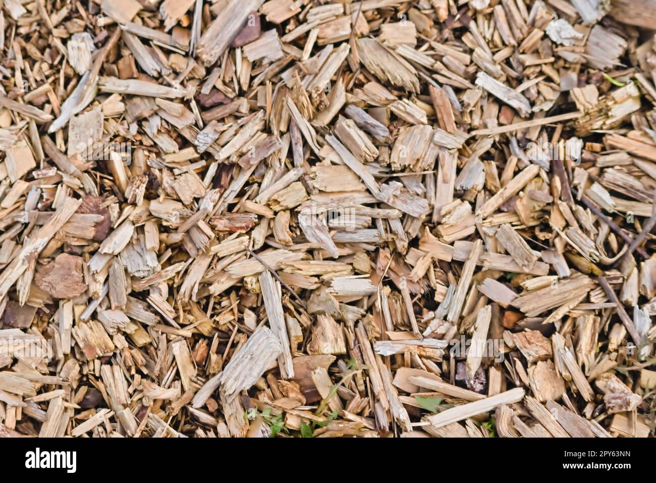 Many wood chips as wooden background in close-up macro view shows ...