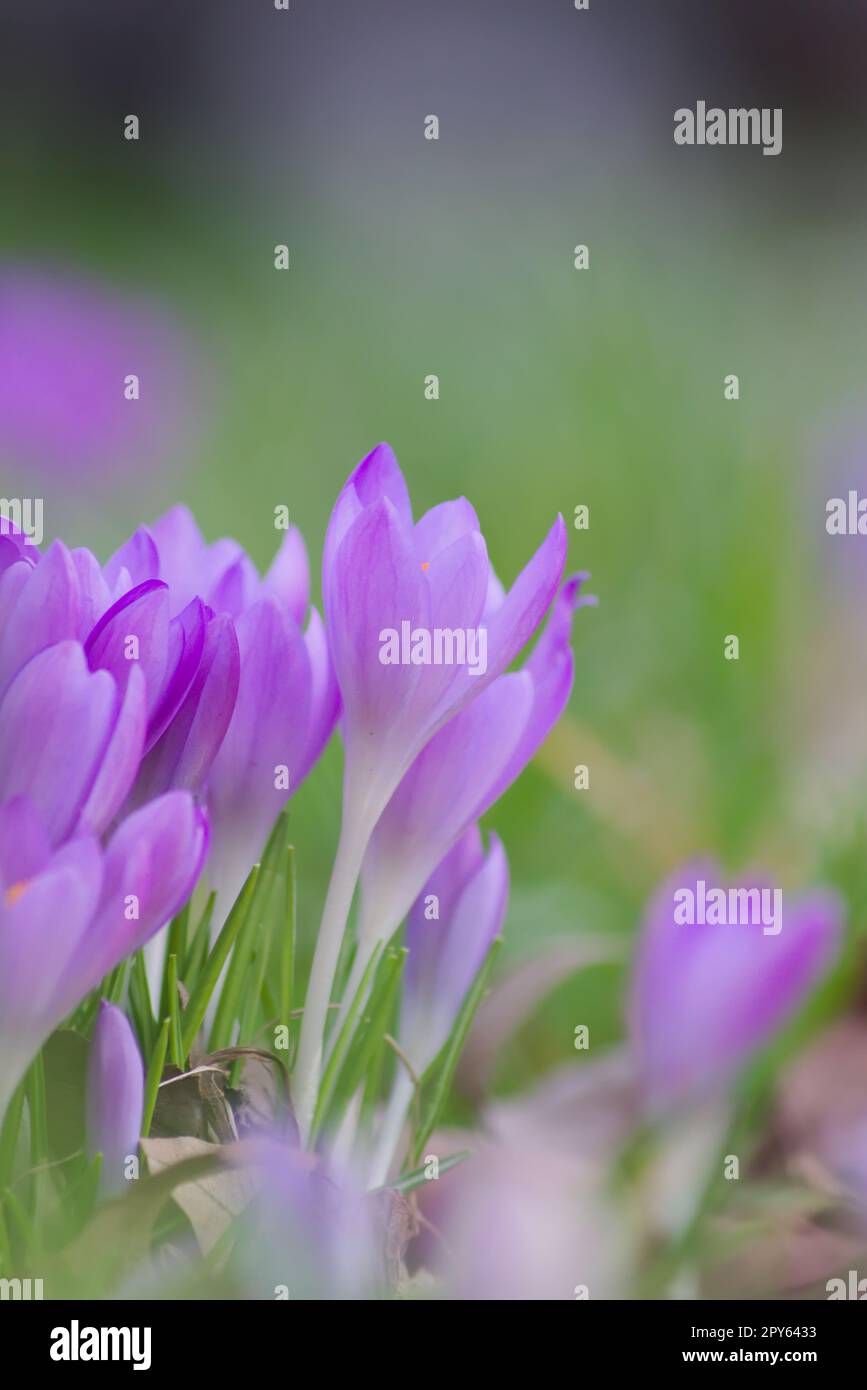 Pink filigree crocus flower blossoms in green grass for spring feelings ...