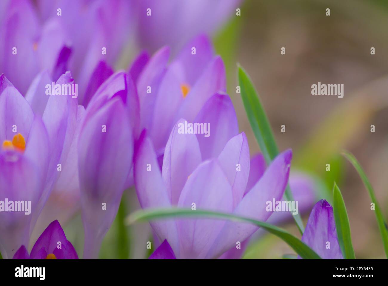 Pink filigree crocus flower blossoms in green grass for spring feelings ...