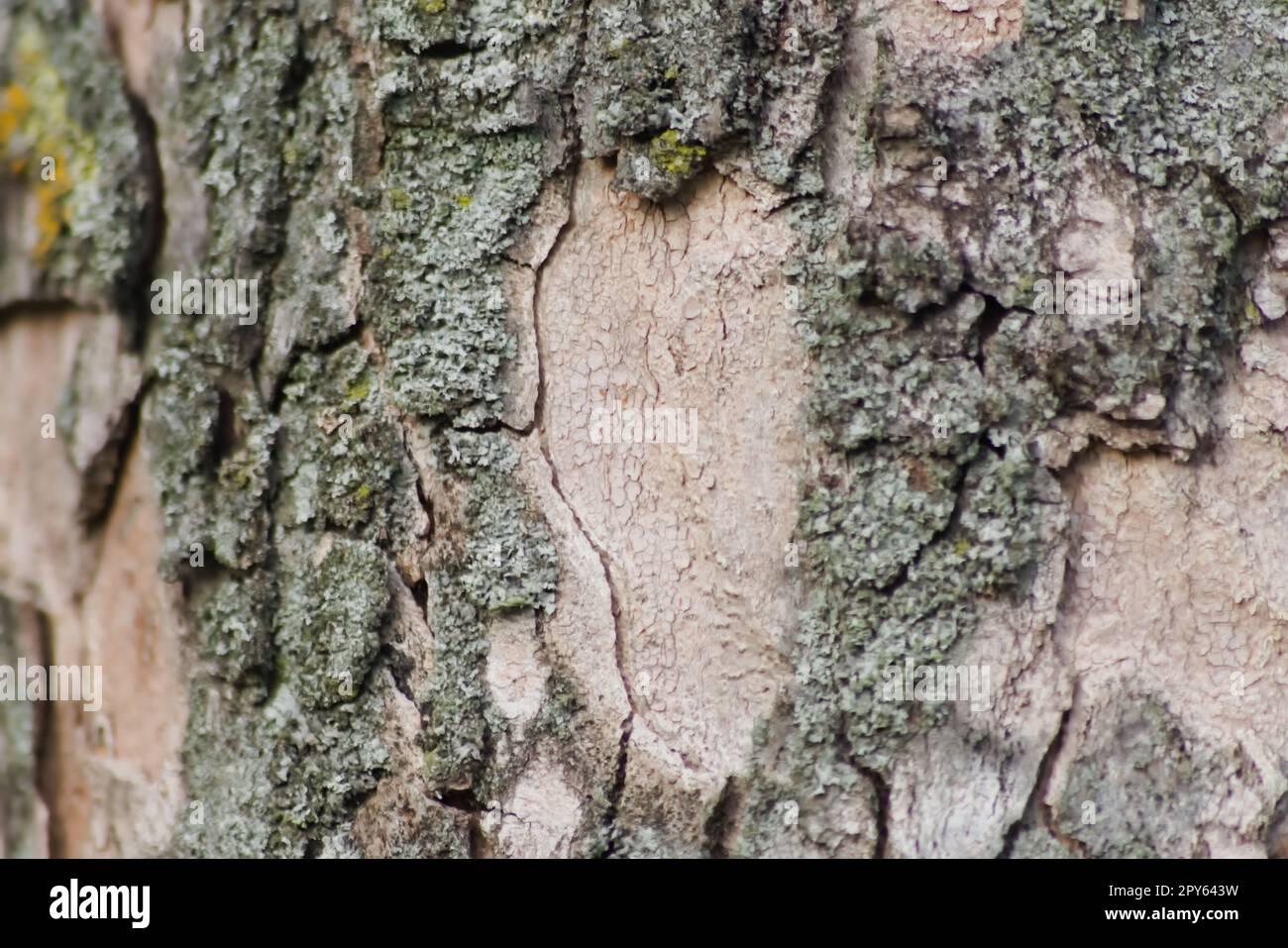 Rough tree bark with fine natural structures and patina of rough tree ...