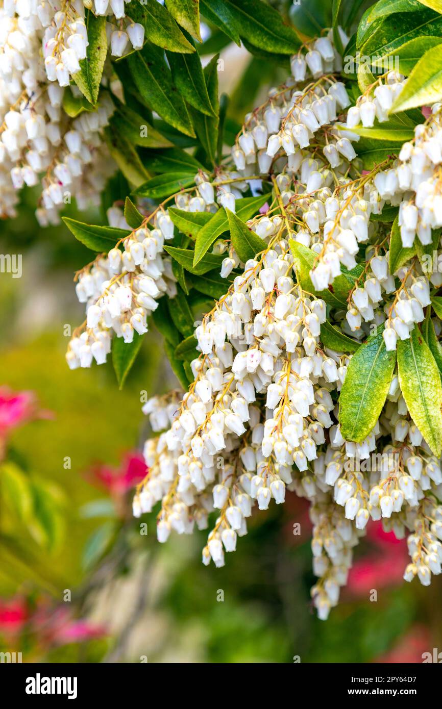 Pieris japonica Mountain Fire with little white bell urn-shaped flowers ...