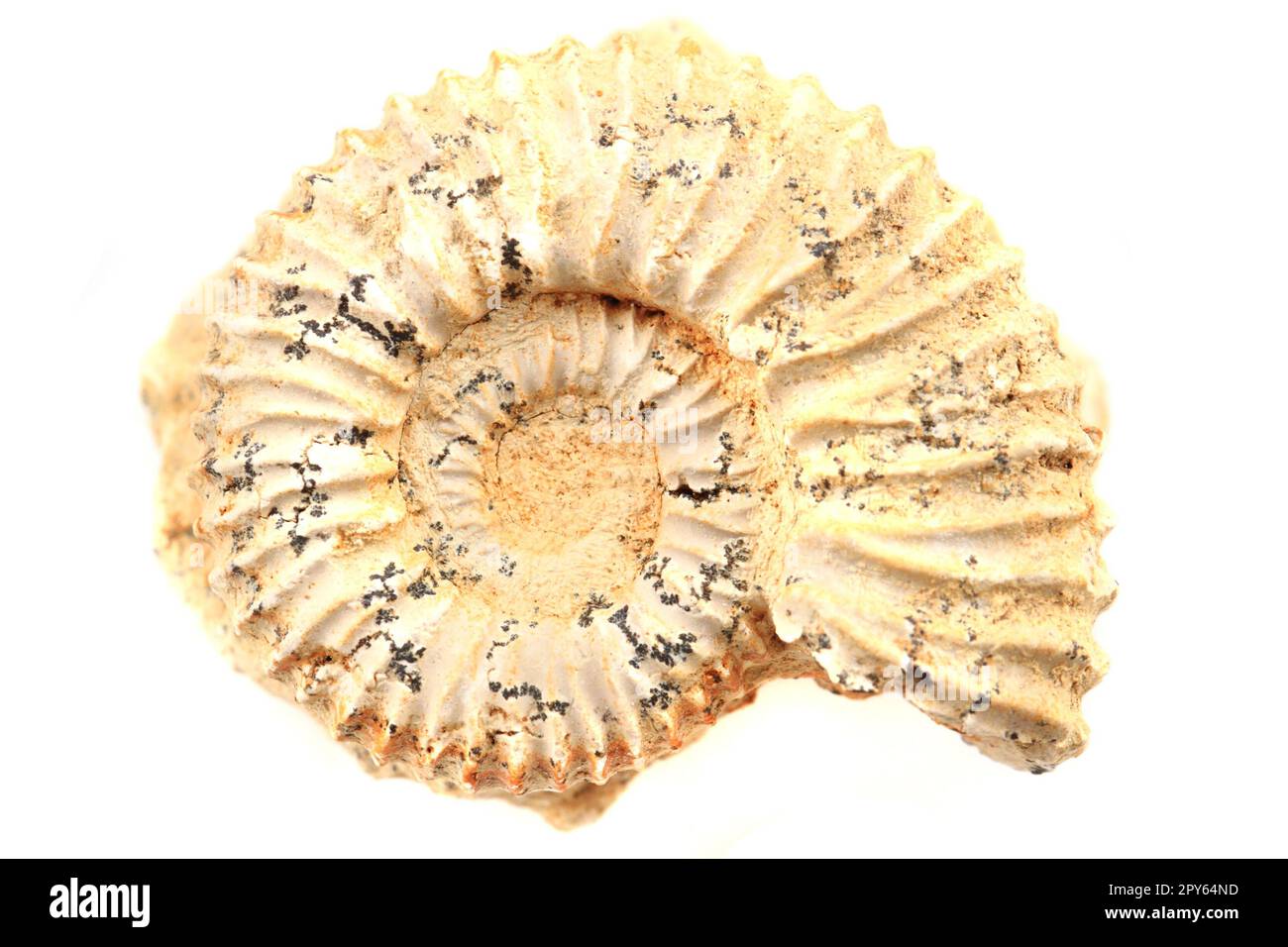ammonite fossil isolated on the white background Stock Photo - Alamy