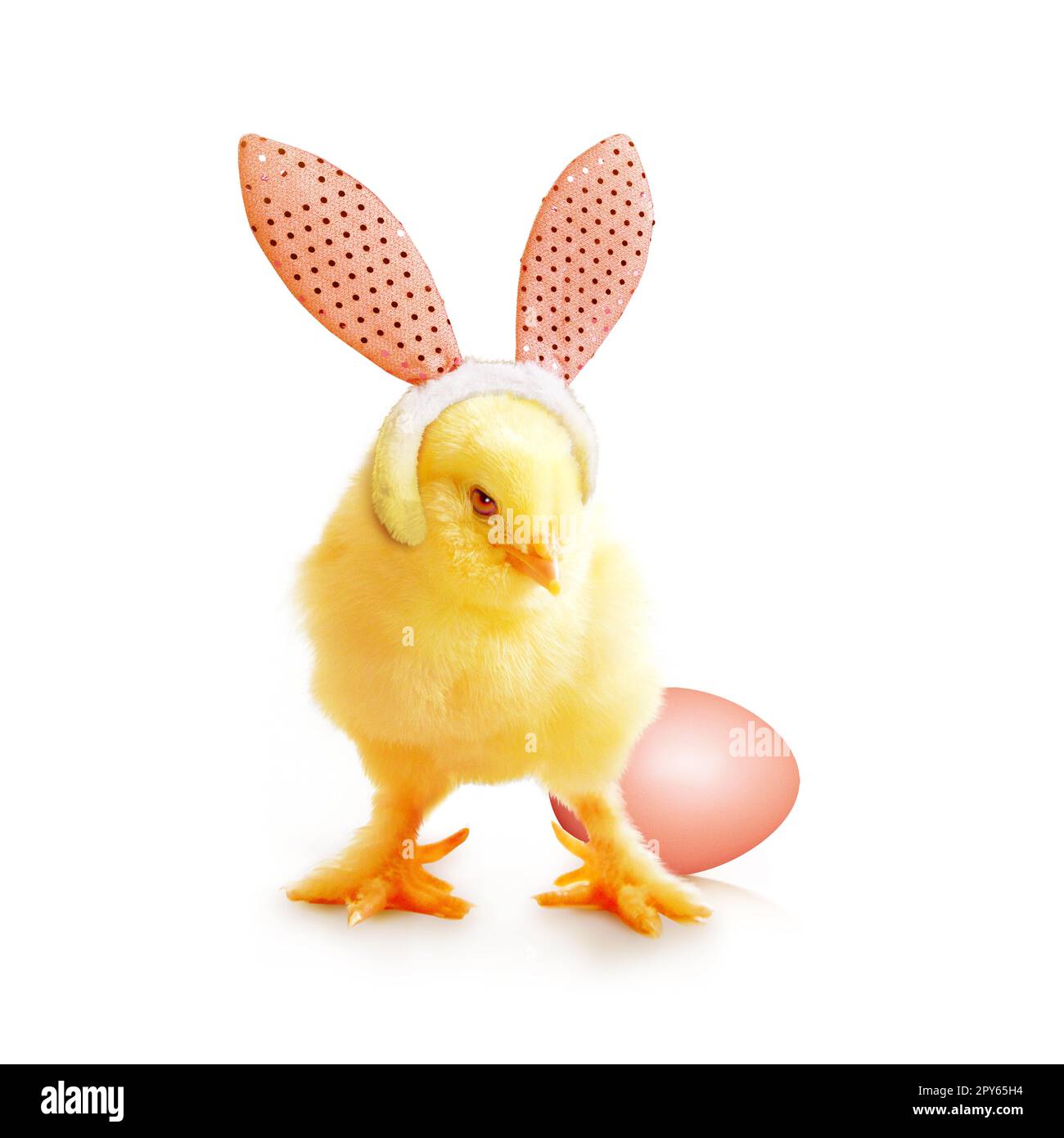 Little cute newborn baby chick for Easter celebration Stock Photo - Alamy