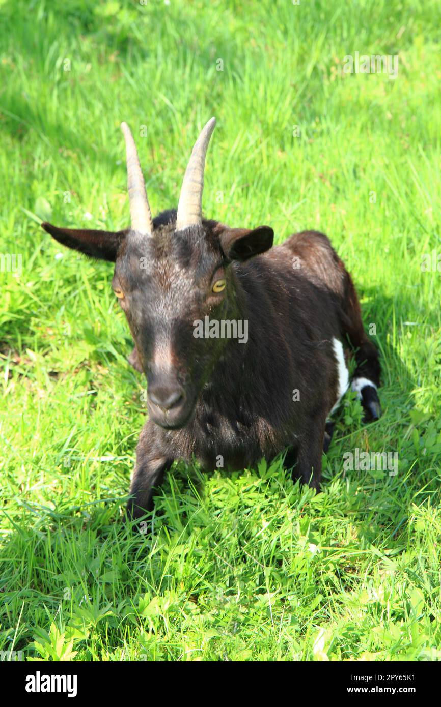 black goat in the grass from small home farm Stock Photo - Alamy