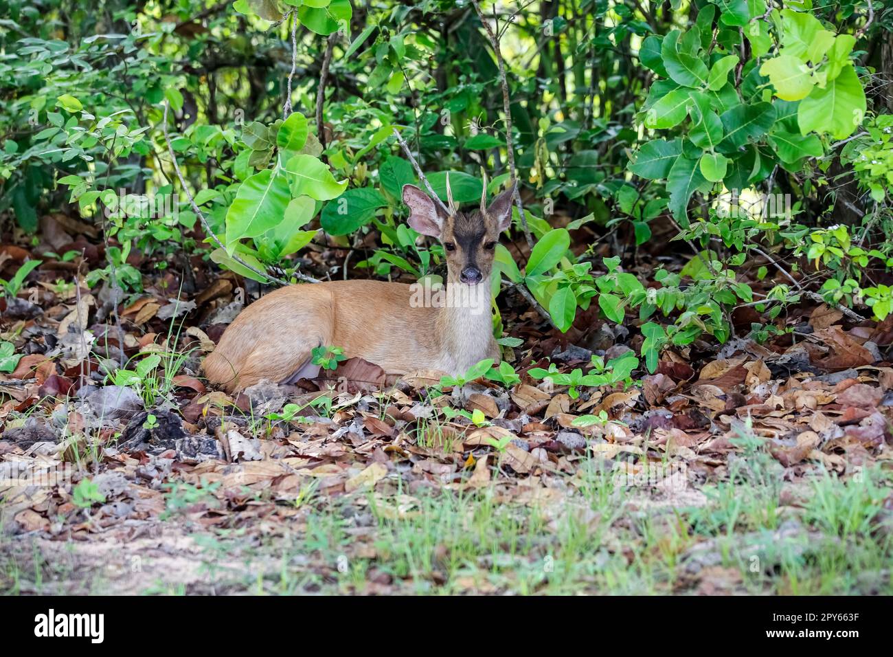 Red brocket, resting in the forest, facing camera, Pantanal Wetlands ...