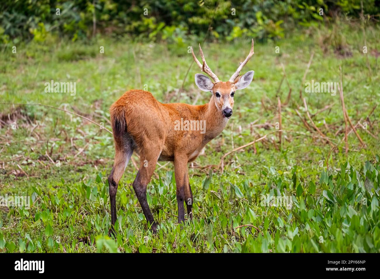 Beautiful Marsh deer standing in a green meadow, Pantanal Wetlands ...