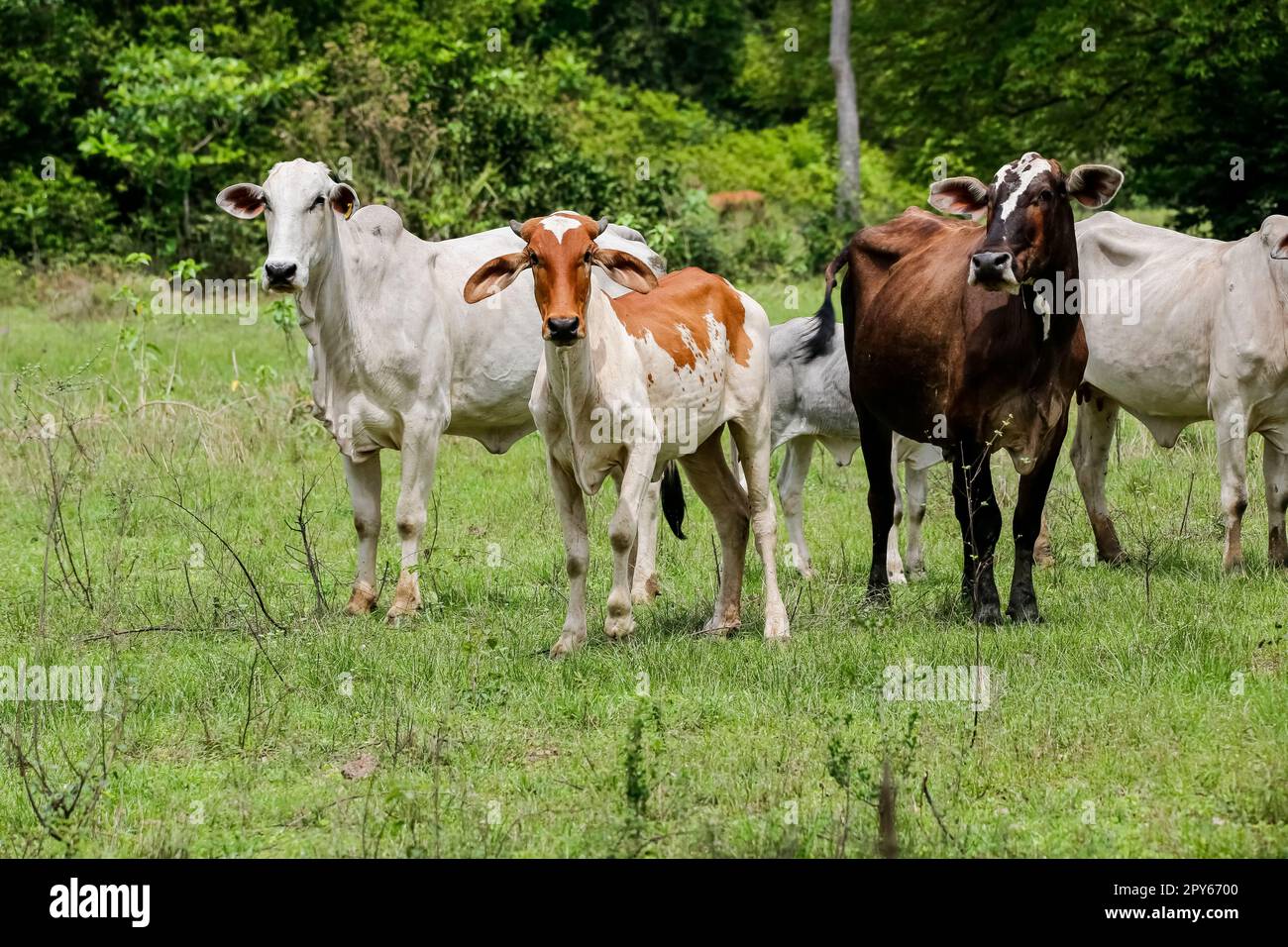 Typical Pantanal cattle standing in a green field, trees in background ...