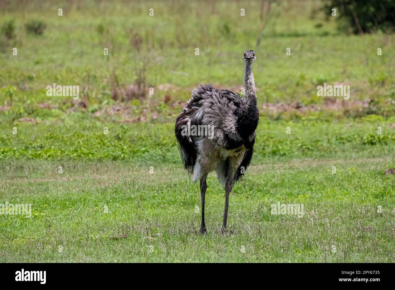 Palm facing camera hi-res stock photography and images - Alamy