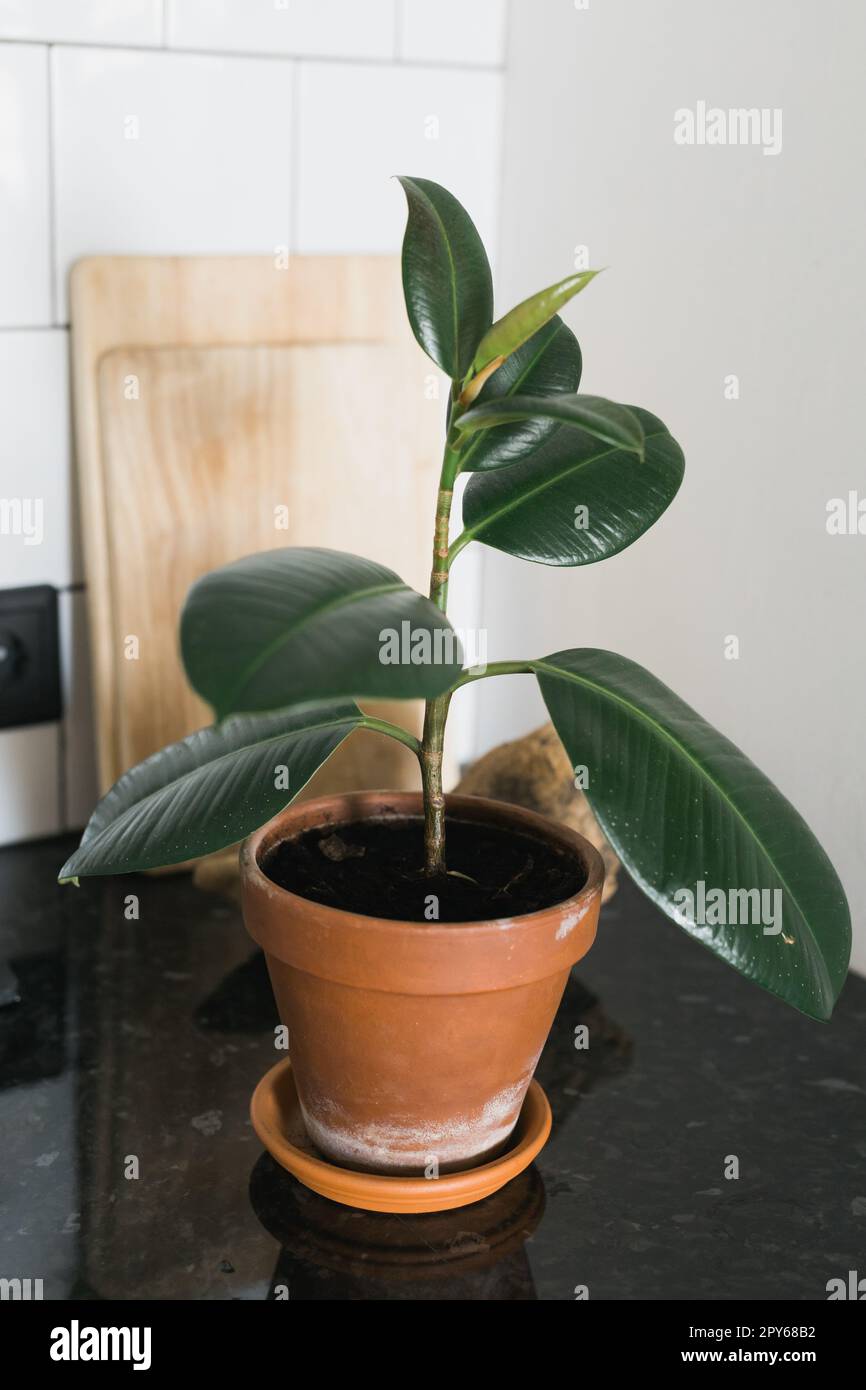 Rubber Plant Indoor