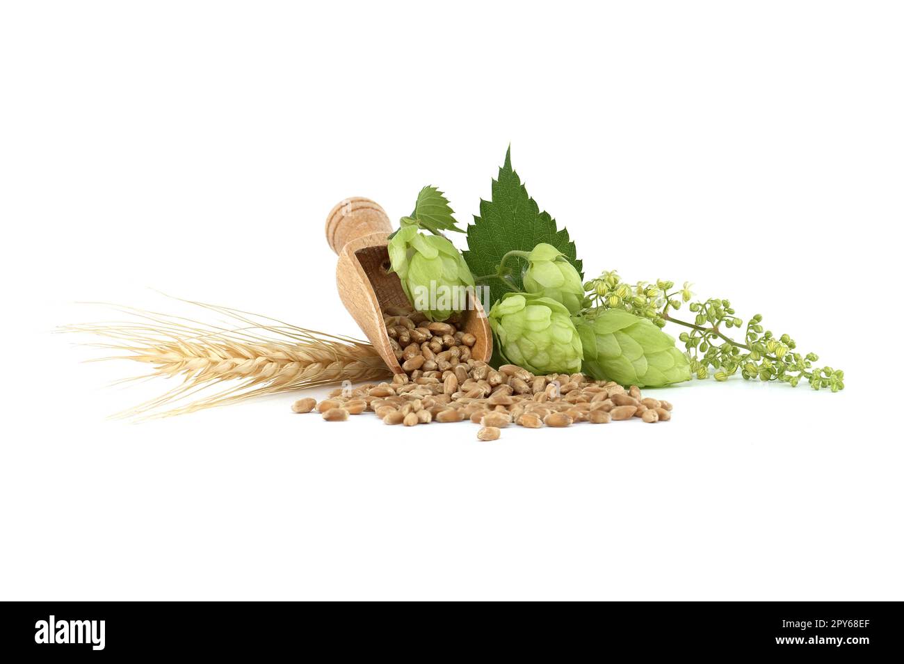 Hop cones and wheat grain over white background Stock Photo - Alamy