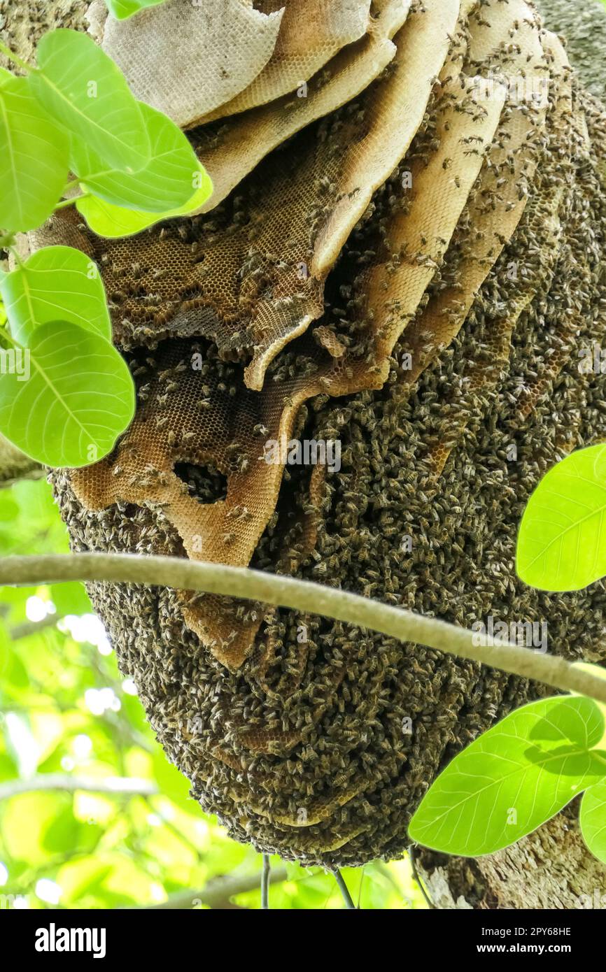 Close-up of a nest of Wild bees in a tree with green leaves, Pantanal ...