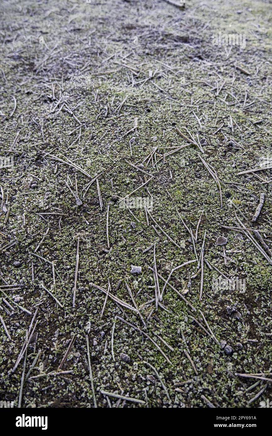 Grassy ground texture hi-res stock photography and images - Alamy