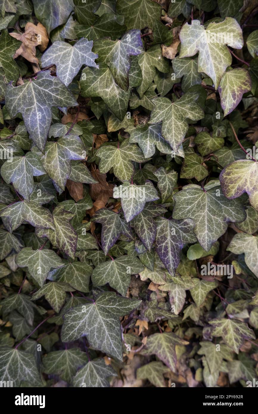 Dark green carpet hi-res stock photography and images - Alamy