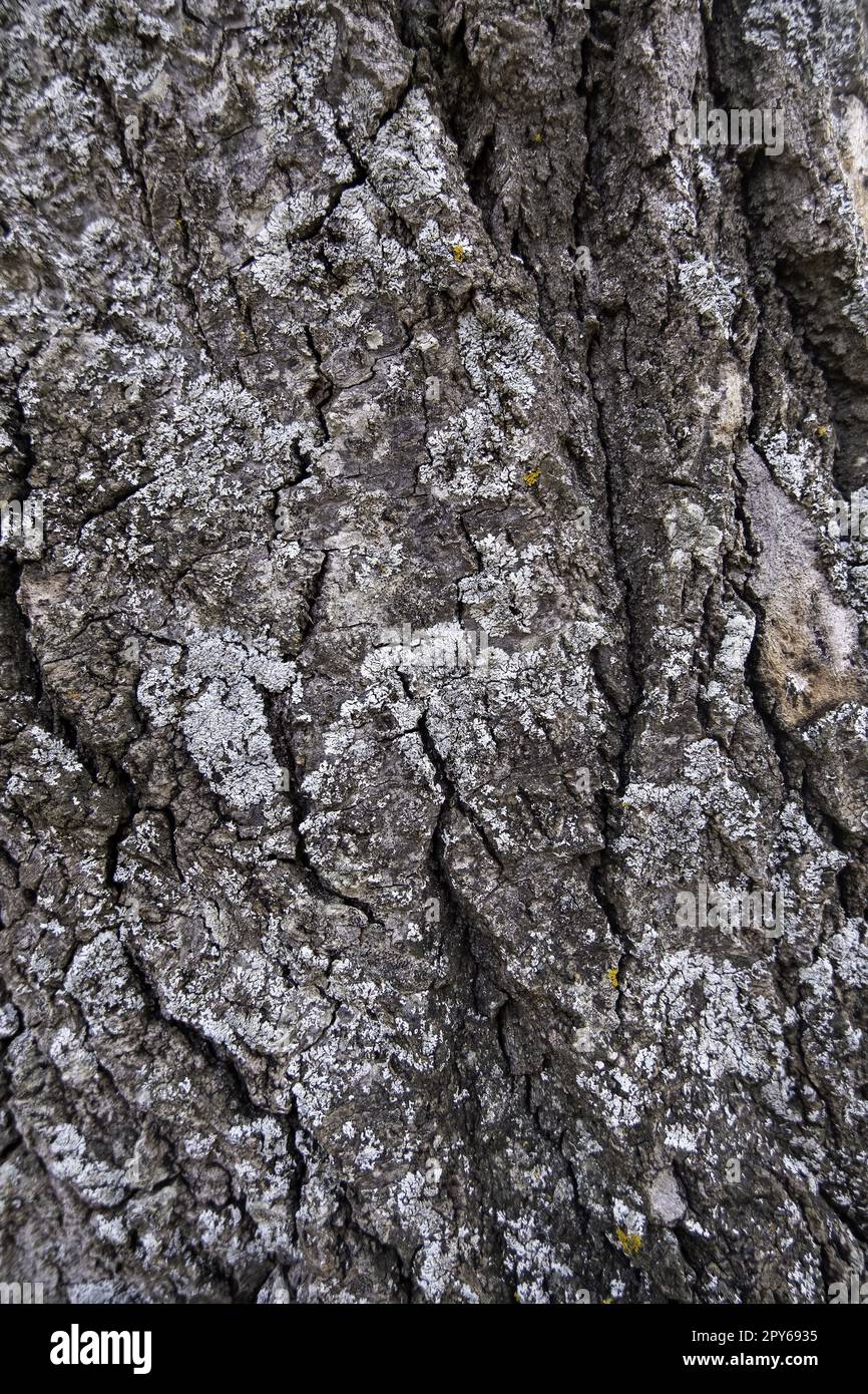 Tree bark background Stock Photo - Alamy