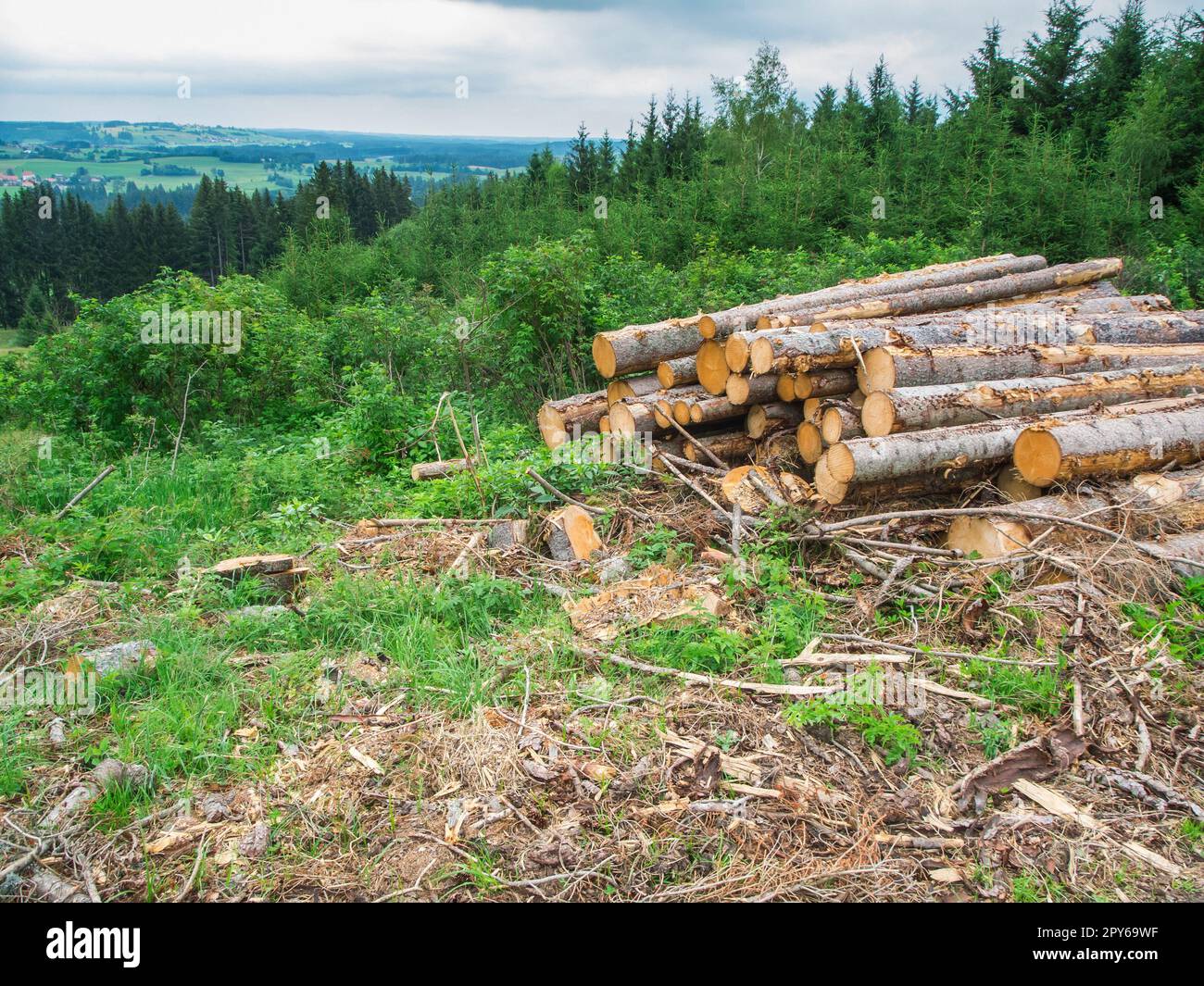 Small logging in Bavaria Stock Photo - Alamy