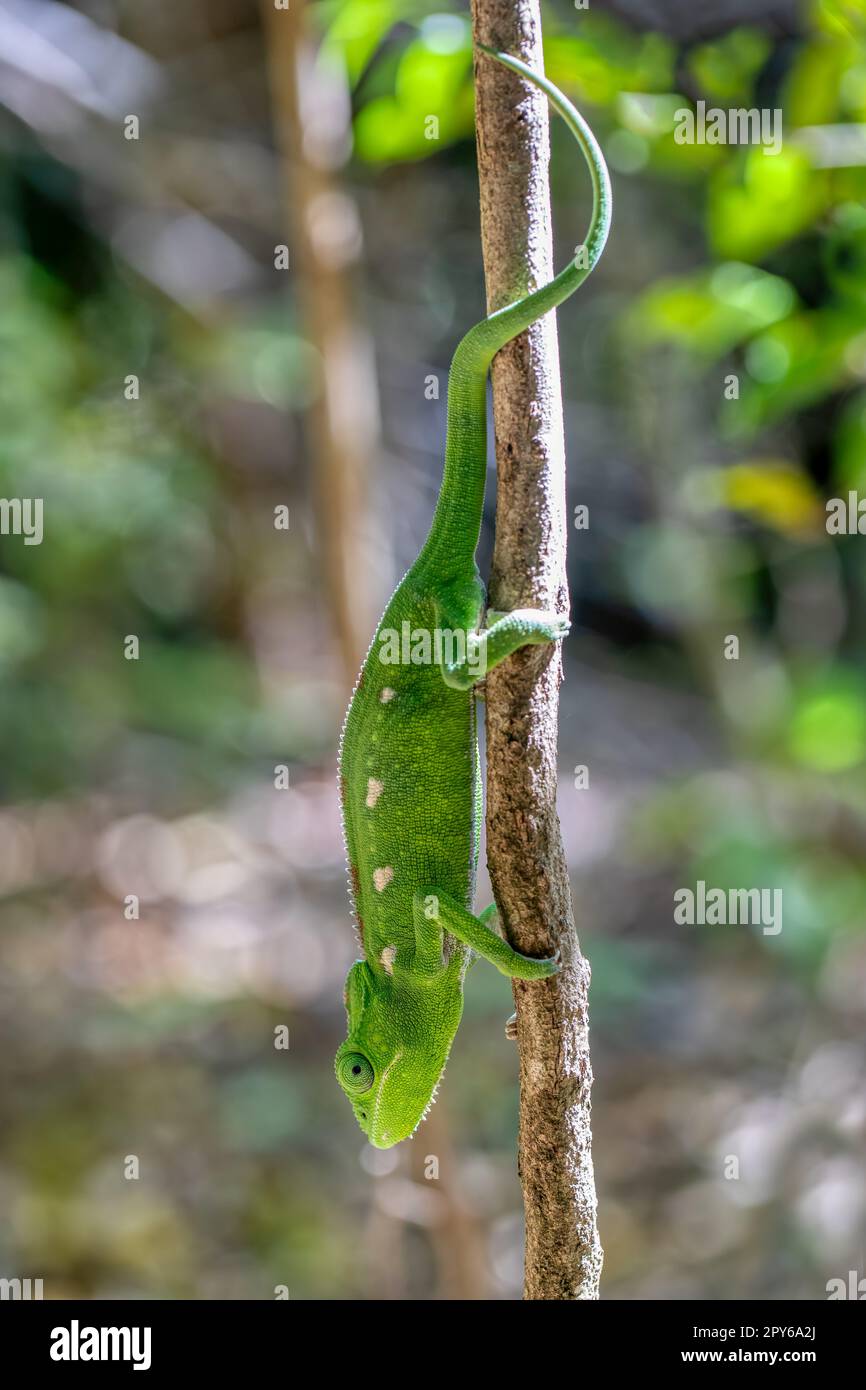 Warty chameleon spiny chameleon or crocodile chameleon, Furcifer ...