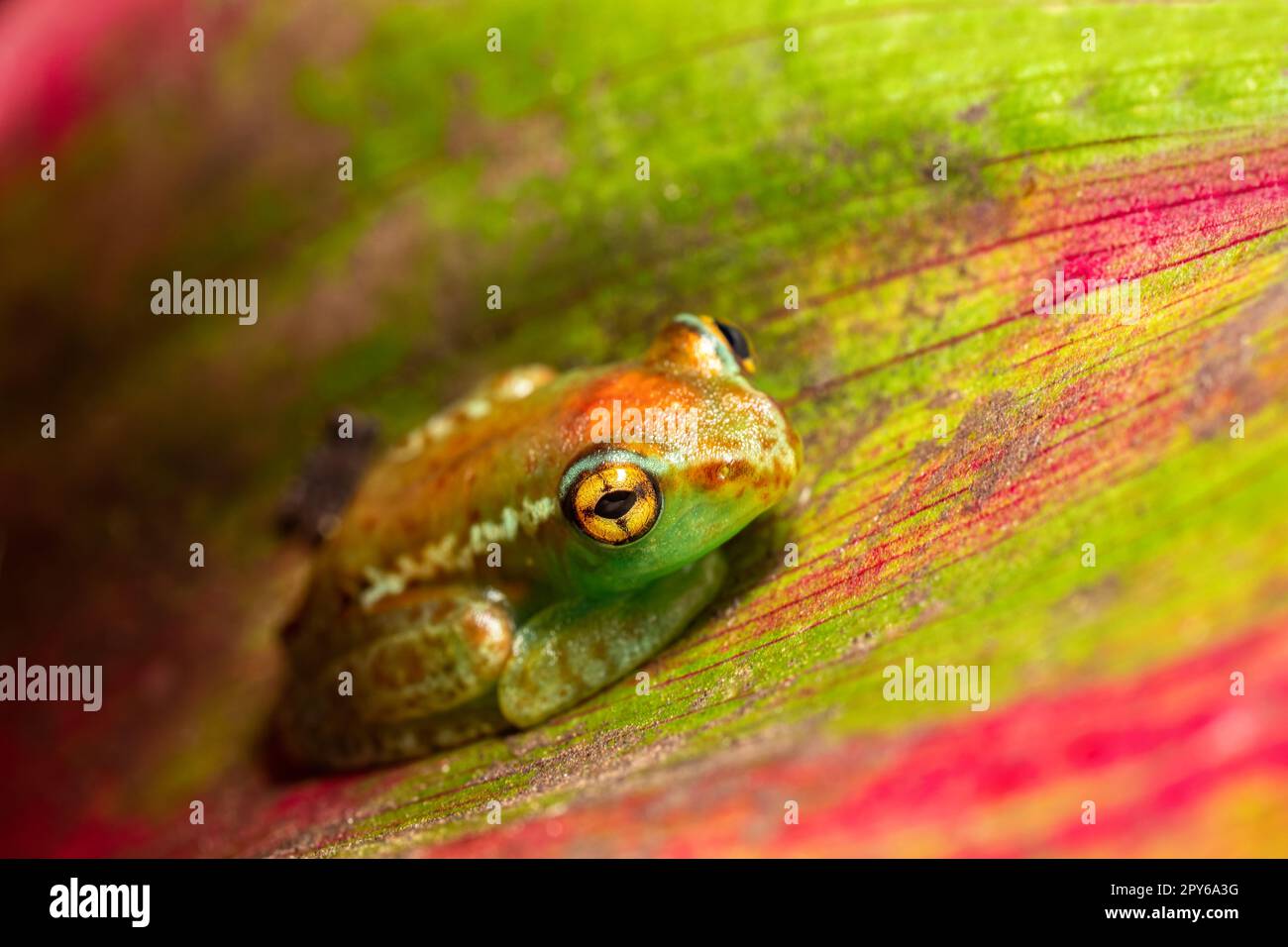 Boophis rappiodes, frog from Ranomafana National Park, Madagascar ...