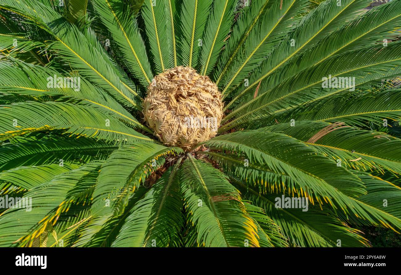 King sago palm hi-res stock photography and images - Alamy