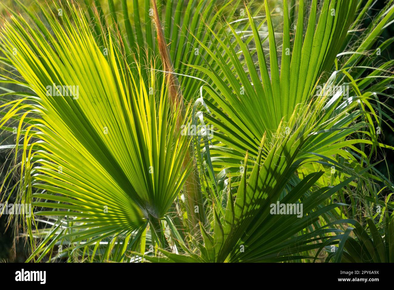 Full fronds hi-res stock photography and images - Alamy