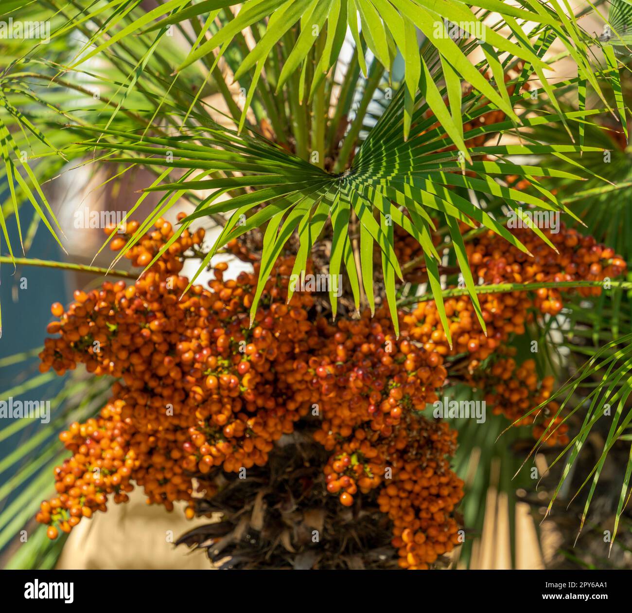 European fan palm with seeds Stock Photo - Alamy