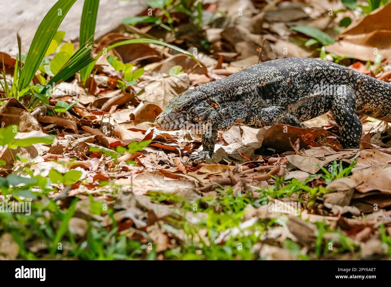 Black and white Tegu roaming in natural habitat, Pantanal Wetlands ...