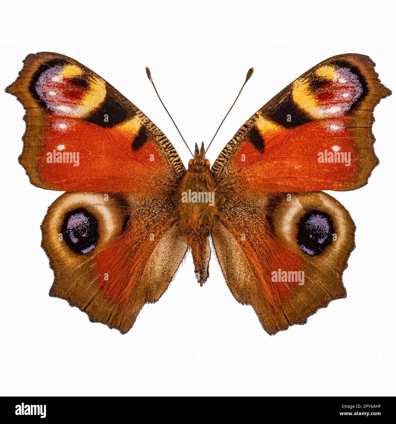 European butterfly Cut Out Stock Images & Pictures - Alamy