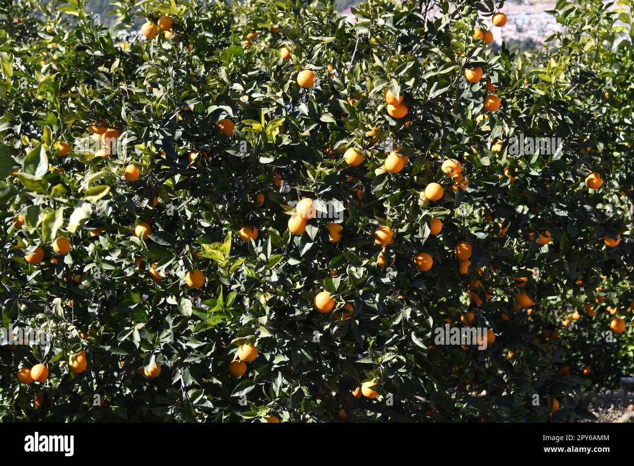 Oranges on the orange tree in the province of Alicante, Costa Blanca ...