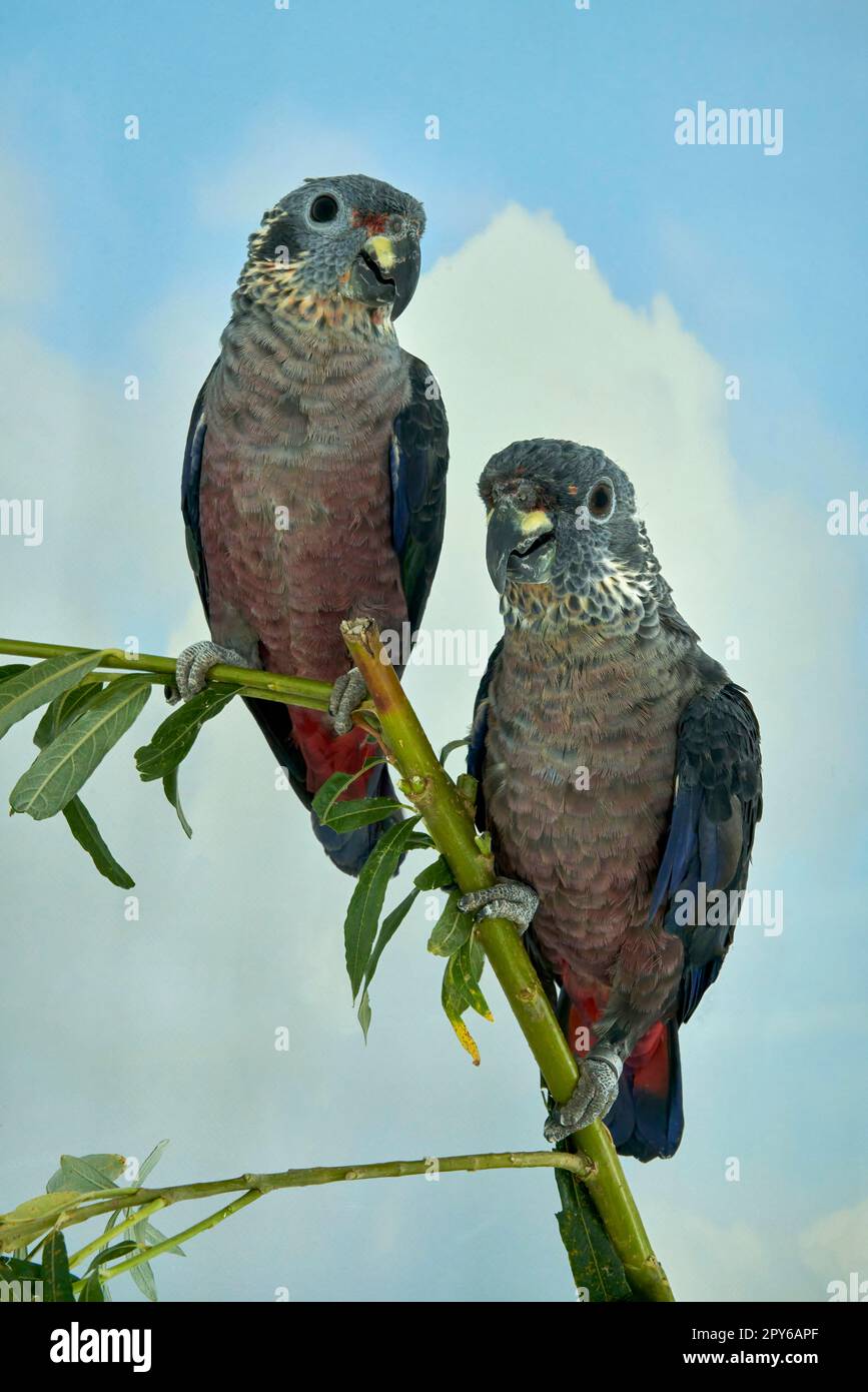 Dusky pionus hi-res stock photography and images - Alamy